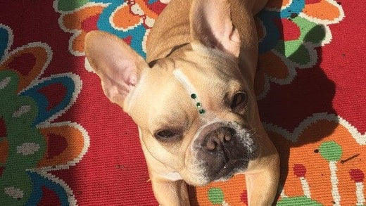 Scabies and Pets – An Exploration Into Animal-to-Person Scabies ...