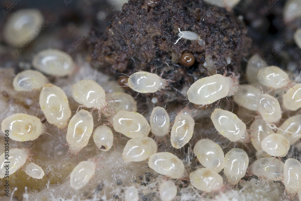 Mite-B-Gone 4oz Cream Human Mite and Itch Relief – Naturasil